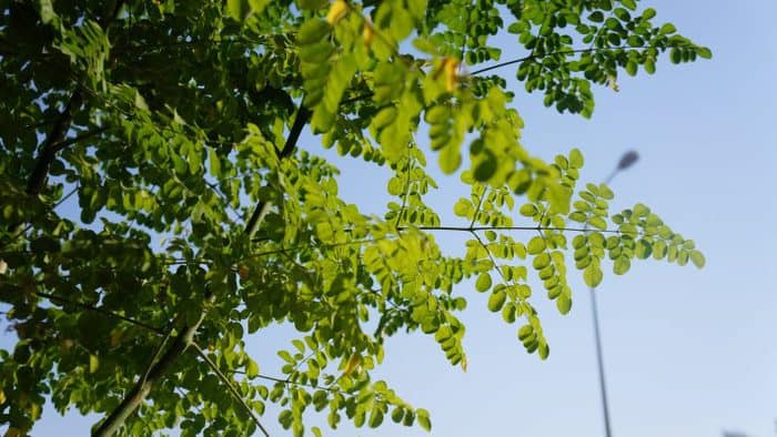 Health Benefits of Moringa in Hindi | मोरिंगा के फायदे