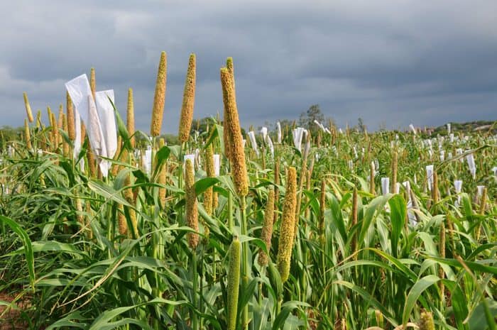 Benefits of Jowar in Hindi | ज्वार के स्वास्थ्यवर्धक फायदे