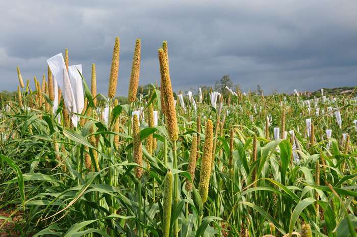 Benefits of Jowar in Hindi | ज्वार के स्वास्थ्यवर्धक फायदे