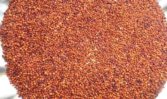 Benefits of Ragi in Hindi | रागी क्या है, जानिए इसके फायदे