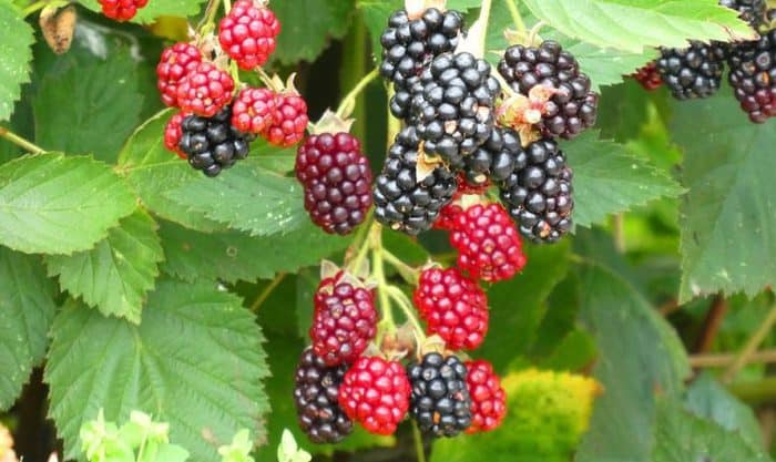Blackberry कौनसा फल है? पढ़िए ब्लैकबेरी खाने के लाभ और हानि