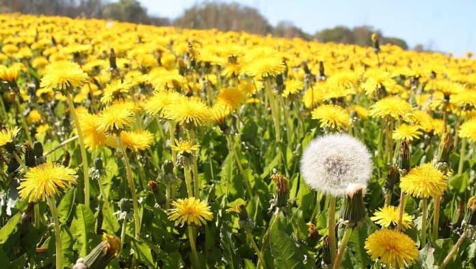 Dandelion क्या है? जानिए इसके फायदे और नुकसान
